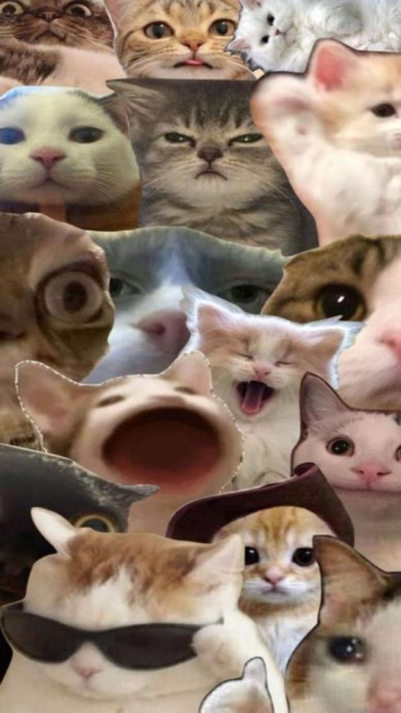 Miễn Phí Kho Hình Nền Mèo Meme Hài Hước, Lầy Lội Dễ Thương - ĐT PC